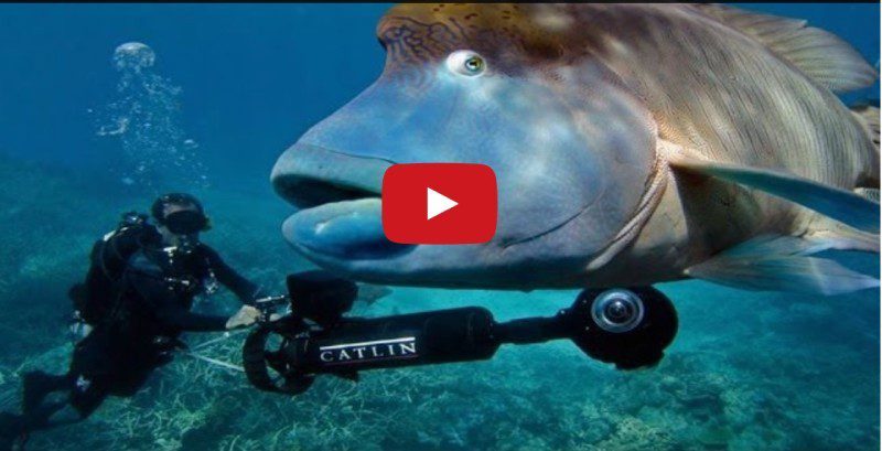 Google Releases Stunning Underwater Street View For World Oceans Day
