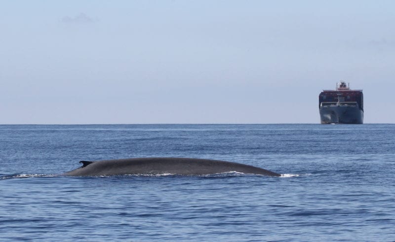 Shipping companies receive awards for protect blue whales