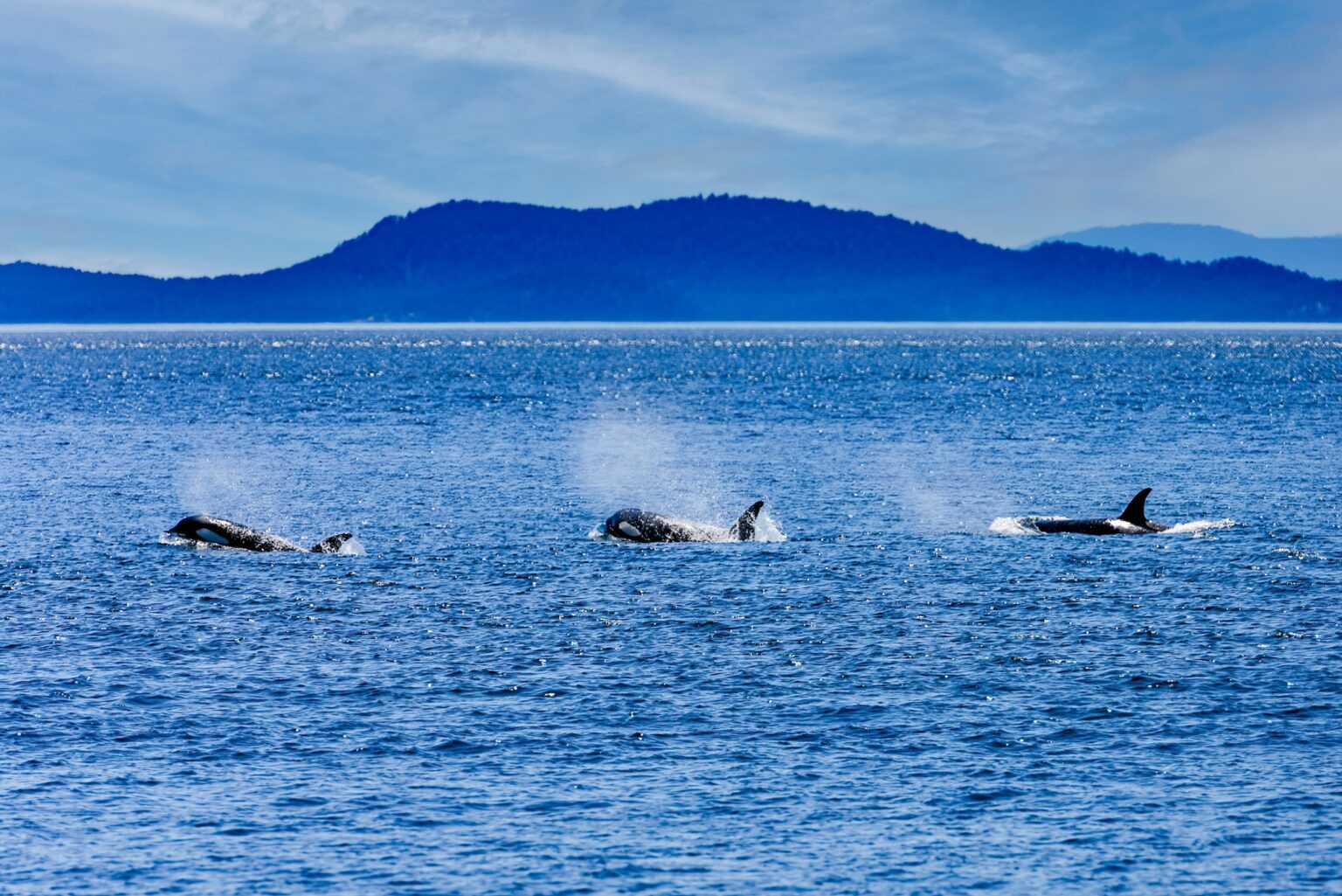 U.S. Coast Guard Launches Puget Sound Whale Desk